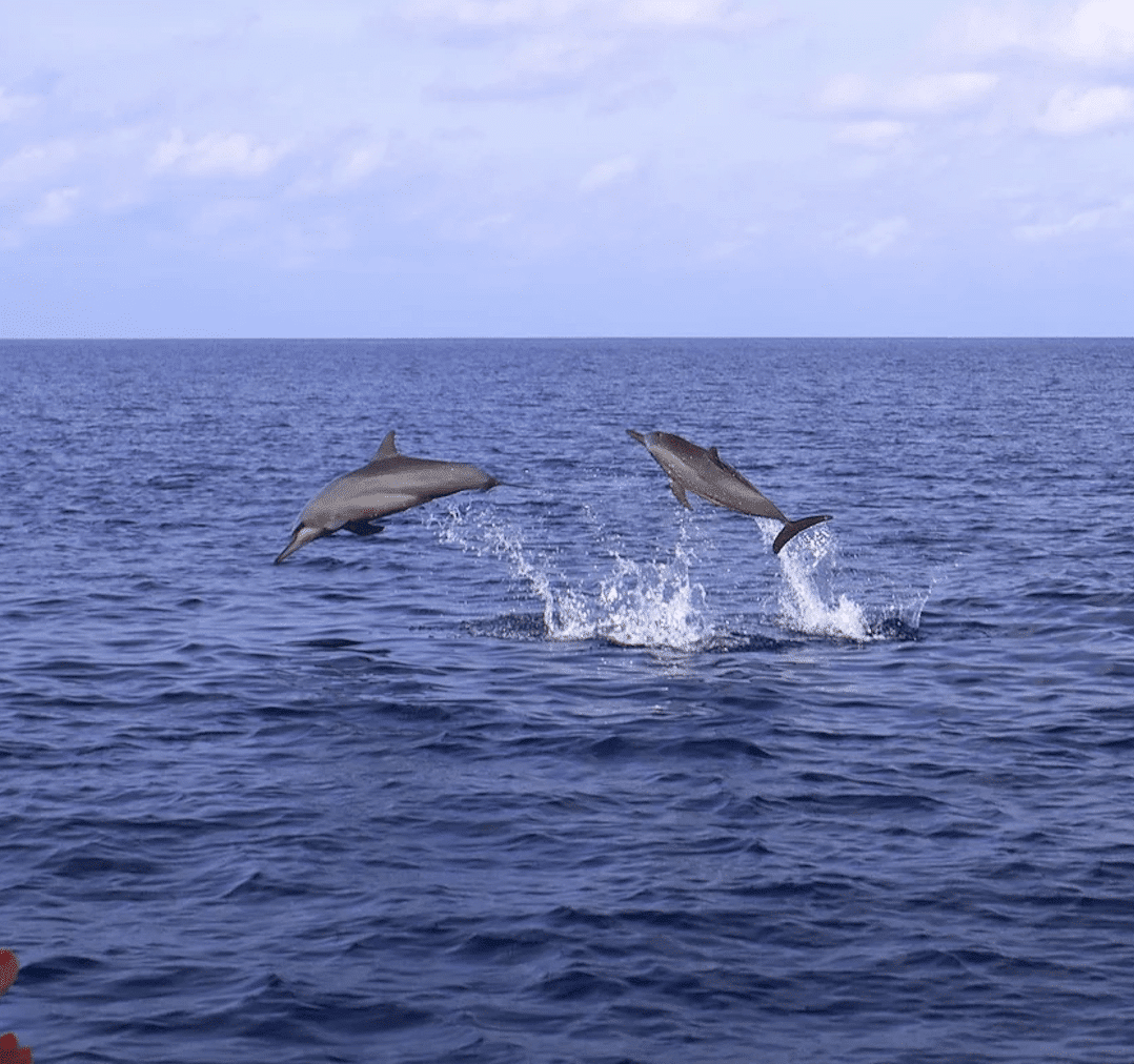 Crucero al atardecer con delfines - Siente Africa